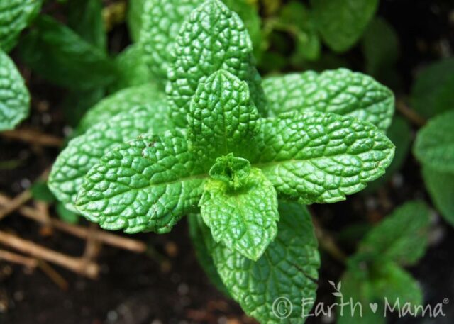 History of Peppermint