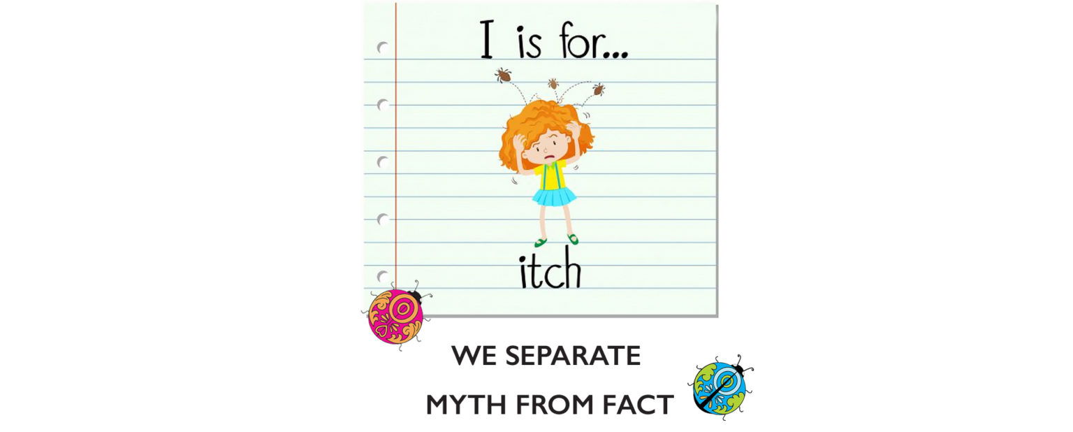 Lice Myths | Ladibugs Lice Removal Clinic MN